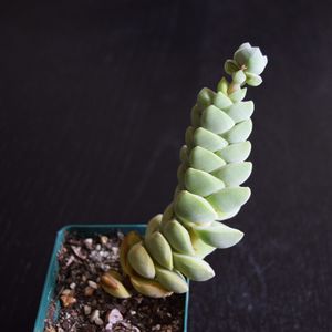 How to Grow and Care for Moonglow