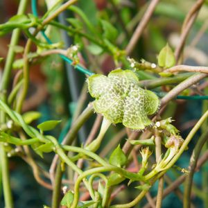 How to Grow and Care for Parachute plant