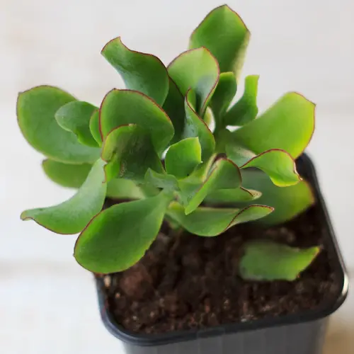 Crassula 'Blue Bird' Flower, Leaf, Care, Uses - PictureThis