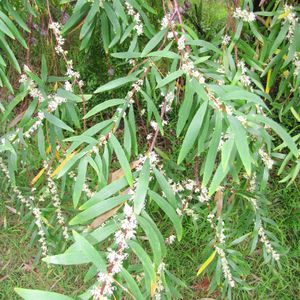 How to Grow and Care for Willow leaved hakea