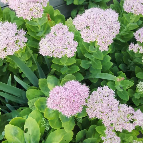 Hylotelephium telephium subsp. telephium - PictureThis