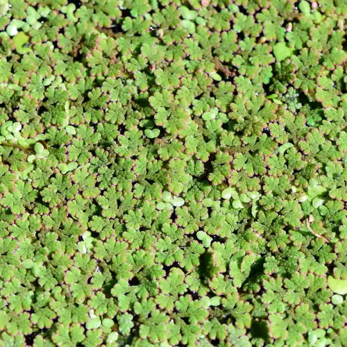 Helecho acuático africano (Azolla pinnata) - PictureThis