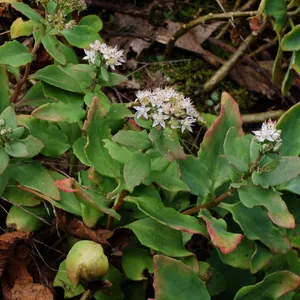 How to Propagate Allegheny stonecrop