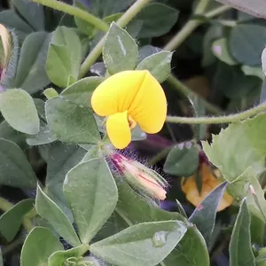How to Prune Edible bird's-foot-trefoil