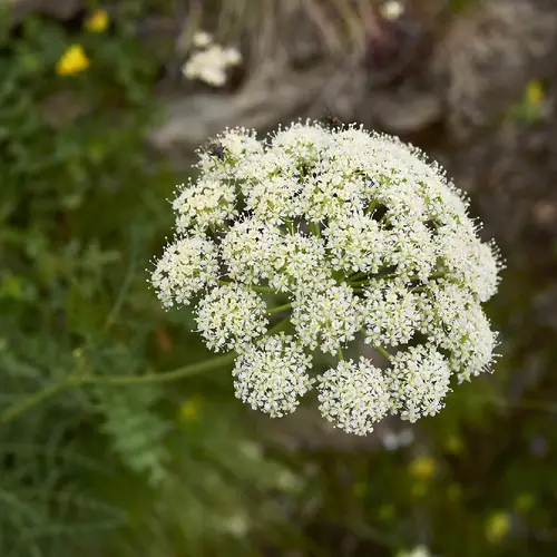 Laserpitium halleri - PictureThis