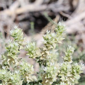 How to Grow and Care for Sandpaper plant