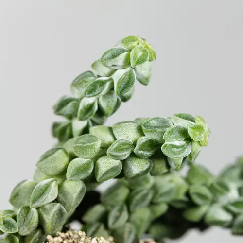 Peperomia columella - PictureThis