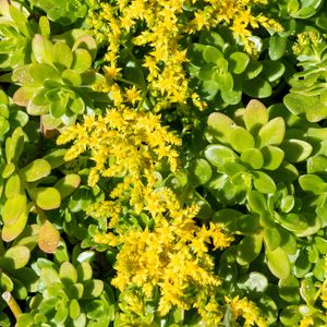 How to Grow and Care for Lesser mexican stonecrop