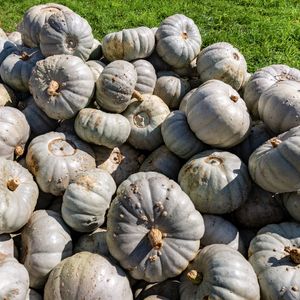 How to Grow and Care for Squashes