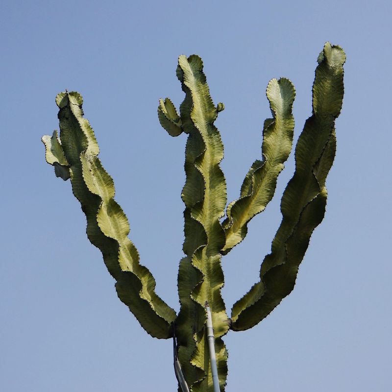 How to Enhance Succulent Arrangements with African candelabra?
