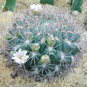 How to Prune Giant chin cactus