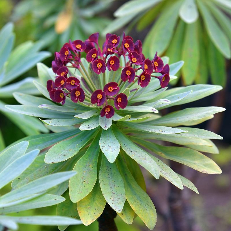 Comment exceller dans le jardinage des succulentes avec Euphorbia ...