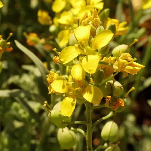 Gordon's bladderpod (Physaria gordonii) Flower, Leaf, Care, Uses ...