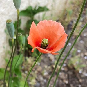 Amapola oblonga (Papaver dubium subsp. dubium) - PictureThis