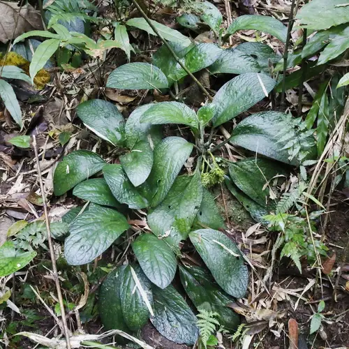 Pentaphragma spicatum - PictureThis