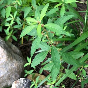 Virginia threeseed mercury - Acalypha virginica (Taxonomy ...