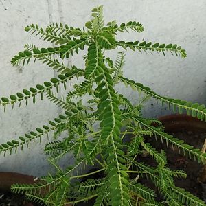 Chancapiedra - Phyllanthus amarus (Taxonomía, Características ...