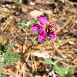 What are the Light Needs for Pineywoods geranium in Gardening? (Type ...