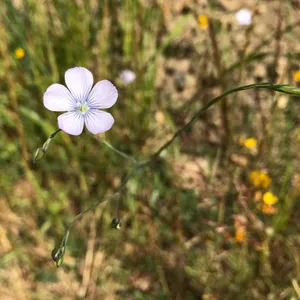 How to Propagate Pale flax