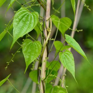 Dioscorea gracillima - PictureThis