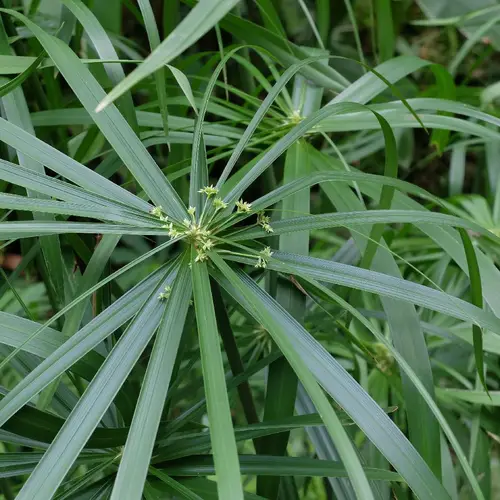 Cyperus alternifolius subsp. flabelliformis - PictureThis