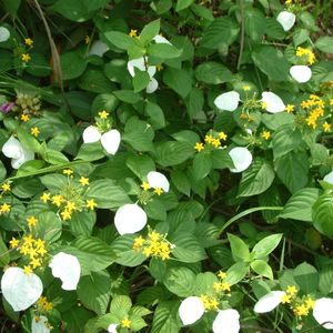 How to Grow and Care for Buddha's lamp