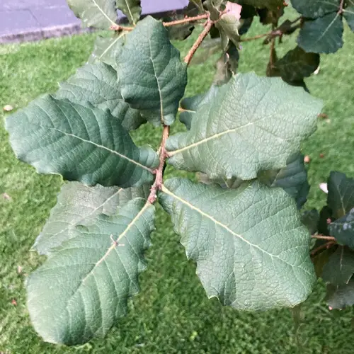 Encino quiebra hacha (Quercus rugosa) - PictureThis