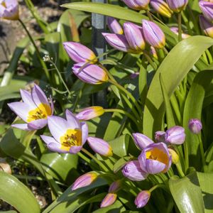 How to Grow and Care for Cliff tulip