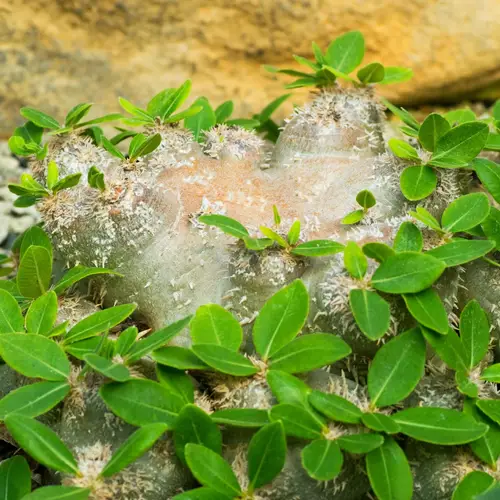 Pachypodium brevicaule - PictureThis