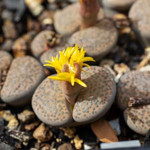 How to Grow and Care for Lithops fulviceps