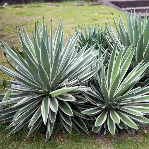 Agave 'Snow Glow' - PictureThis