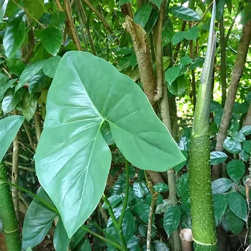 Yautia madera (Montrichardia arborescens) - PictureThis