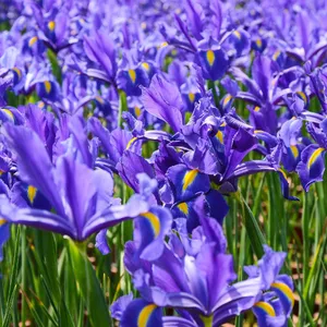 How to Transplant Dutch iris? (Ideal time, Methods, and Post Care)