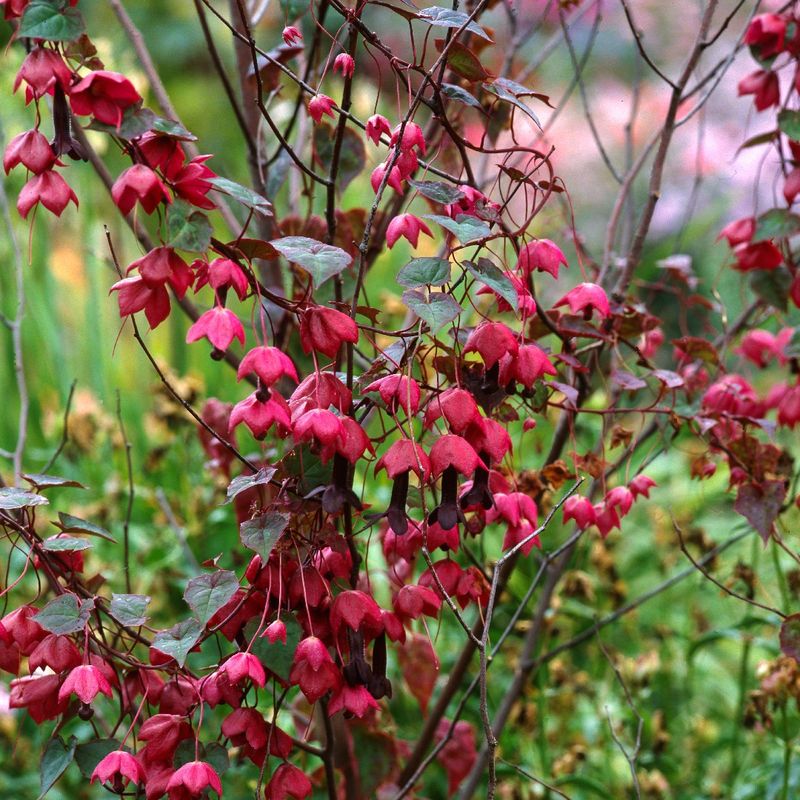 The Benefits of Growing Mexican shell vine: A Comprehensive Guide
