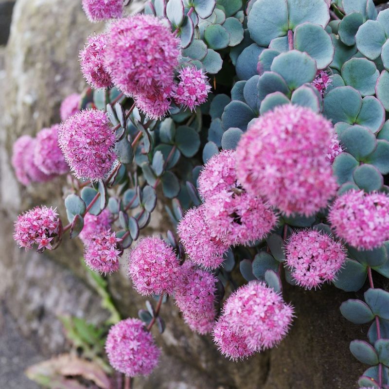 What Are the Common Issues with October daphne?