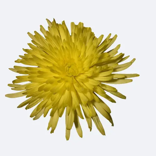 Smooth golden fleece (Urospermum dalechampii) Flower, Leaf, Care, Uses ...