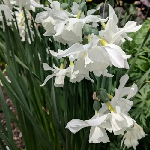 Daffodils 'Ice Wings' (Narcissus 'Ice Wings') Flower, Leaf, Care, Uses ...