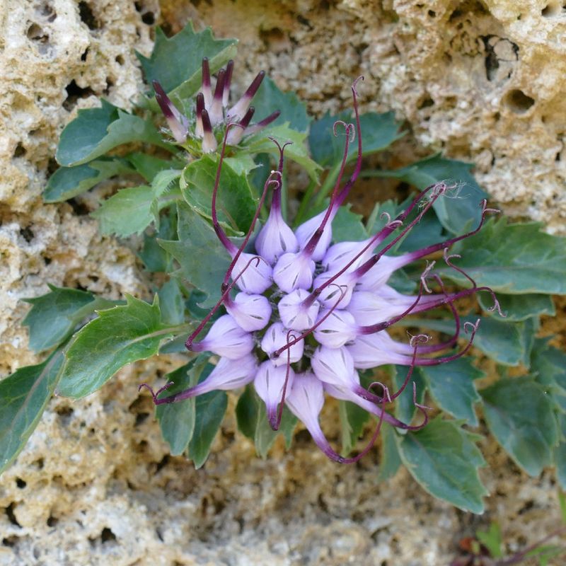 How to Solve Devil's claw Plant Problems?