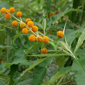 🍀 How to Grow and Care for Orange ball tree