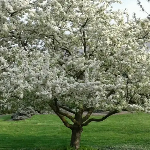 Malus 'Spring Snow' - PictureThis