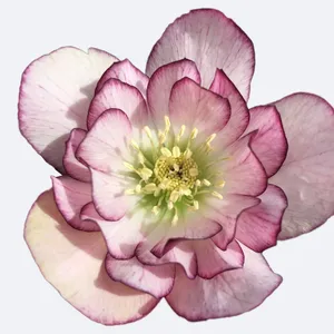 How to Prune Hellebores 'Double Ellen Picotee'