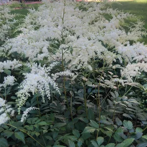 How to Propagate False buck's beard 'Brautschleier'