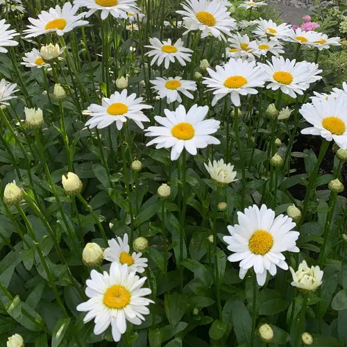 Daisy 'Snowcap' (Leucanthemum × superbum 'Snowcap') Flower, Leaf, Care ...