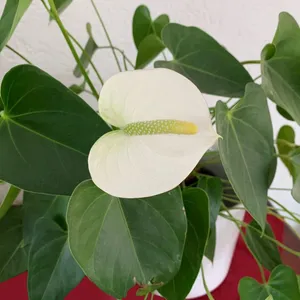 How to Prune Water Arum