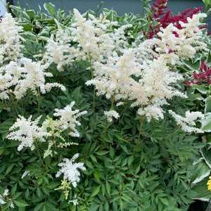 ¿Cómo trasplantar Astilbe japonés 'Diamond'? (Época ideal, métodos y ...