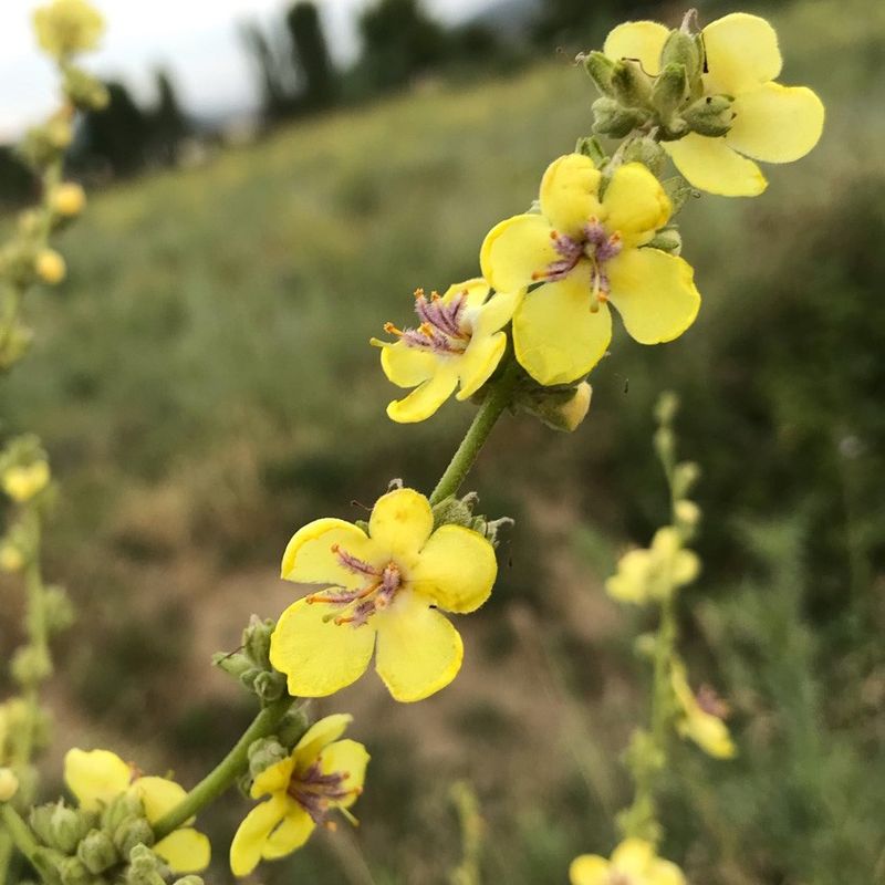 How Can Wavyleaf mullein Enhance Your Garden Landscaping?