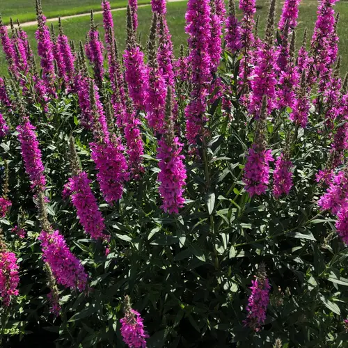 Purple loosestrife 'Feuerkerze' (Lythrum salicaria 'Feuerkerze') Flower ...
