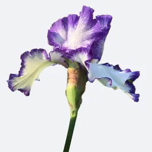 Como transplantar Íris 'Loop the Loop'? (Momento Ideal, Métodos e ...