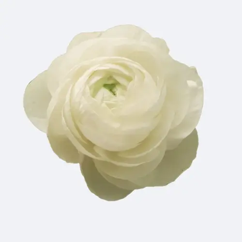 Ranunculus asiaticus 'Tomer White' - PictureThis
