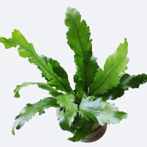 Asplenium nidus 'Campio' - PictureThis